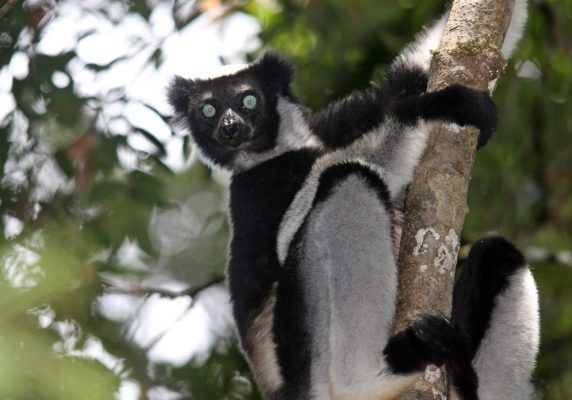 Discover Andasibe national park · Madagascar Touring